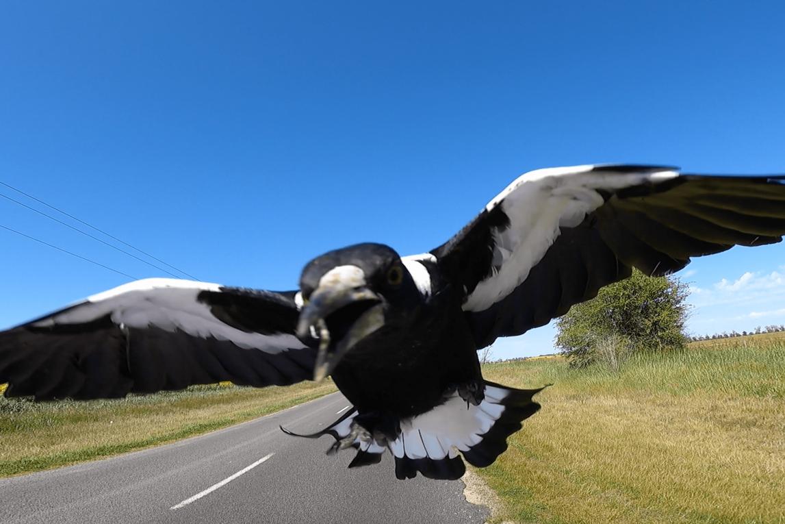 Remember to look above for swooping magpies